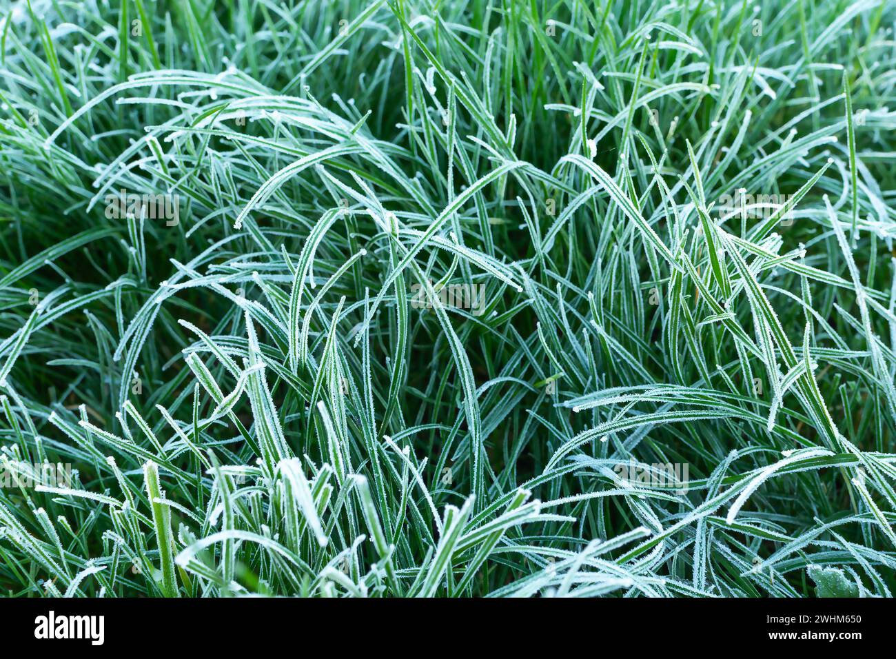 Close up rime ice on grass hi-res stock photography and images - Alamy