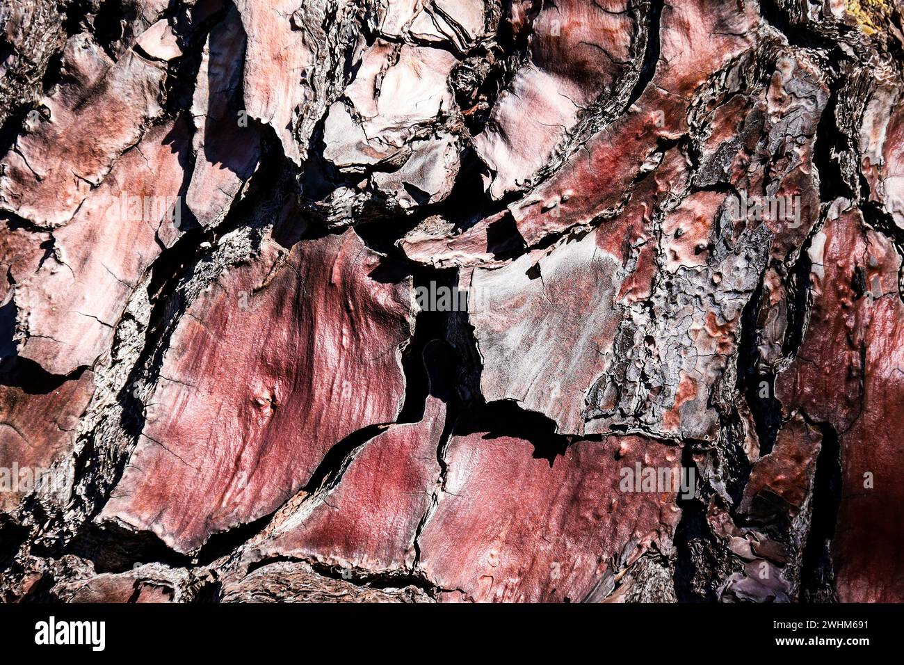 Pinus Nigra trunk and bark in the natural park of Sierra de Cazorla y ...