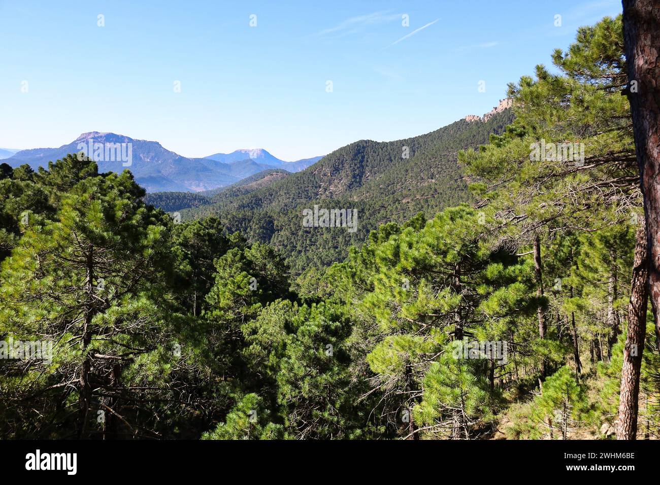 Pinus Nigra forest in the natural park of Sierra de Cazorla y Segura ...