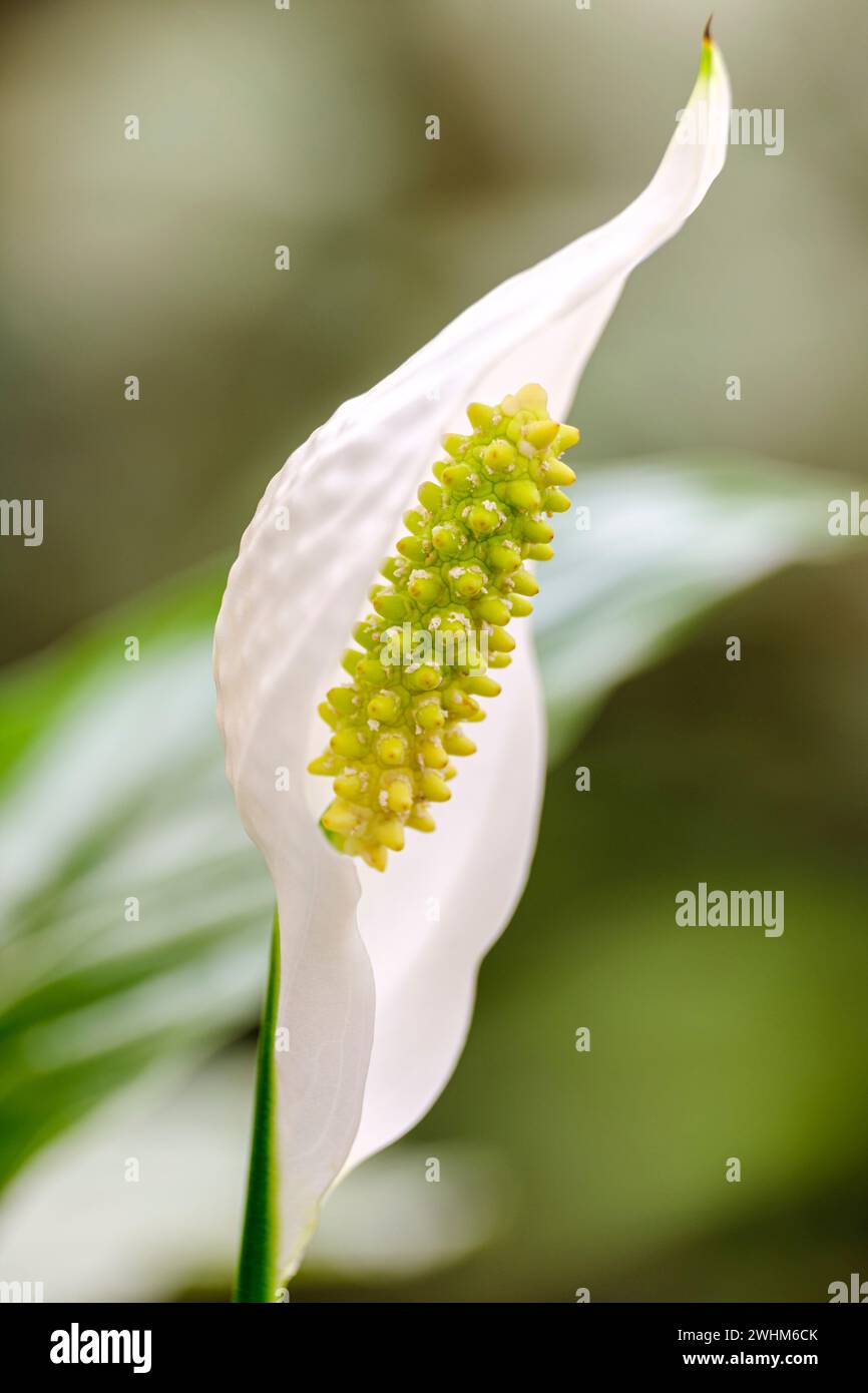 Neotropical flower hi-res stock photography and images - Alamy