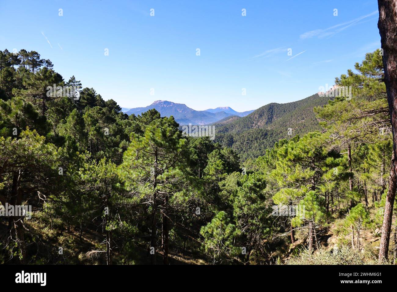 Pinus Nigra forest in the natural park of Sierra de Cazorla y Segura ...