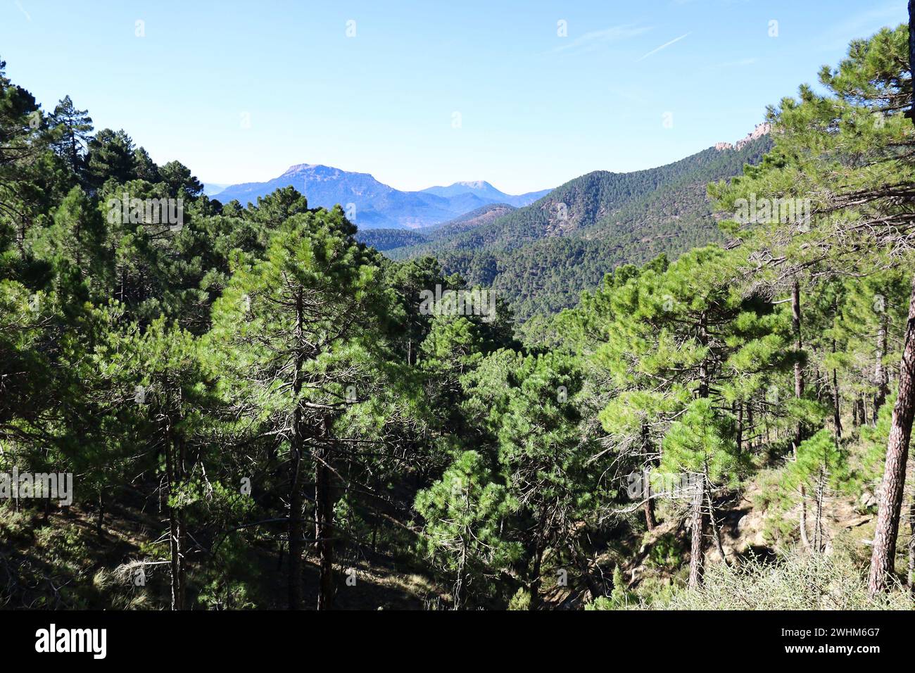 Pinus Nigra forest in the natural park of Sierra de Cazorla y Segura ...