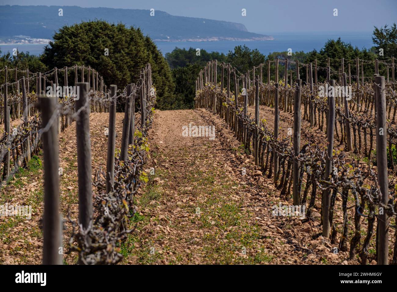 Cap de Barbaria wineries Formentera Stock Photo - Alamy