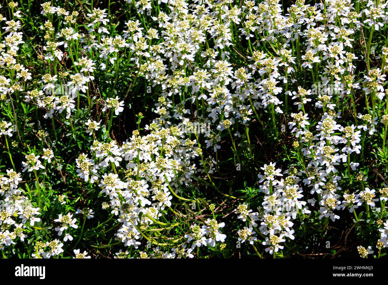 White flowers of wild candytuft (Iberis amara), also called rocket candytuft and bitter ...