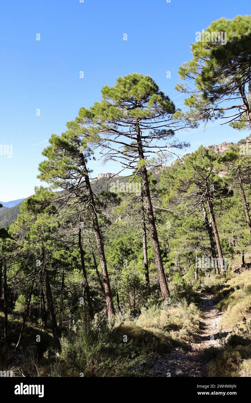 Pinus Nigra forest in the natural park of Sierra de Cazorla y Segura ...