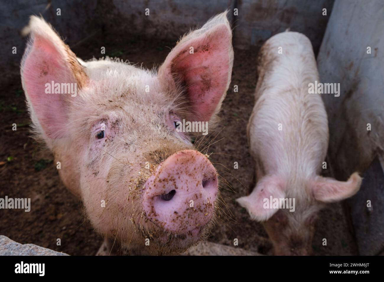 Pigs in a pen Stock Photo - Alamy