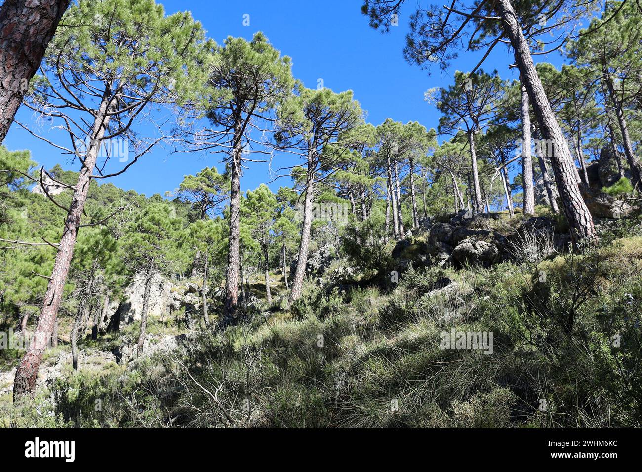 Pinus Nigra forest in the natural park of Sierra de Cazorla y Segura ...