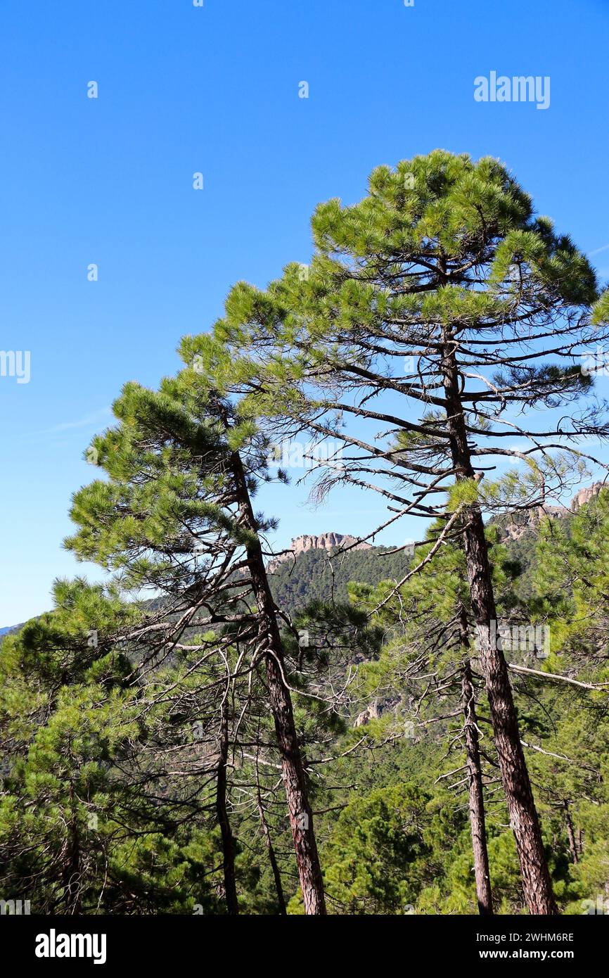 Pinus Nigra forest in the natural park of Sierra de Cazorla y Segura ...