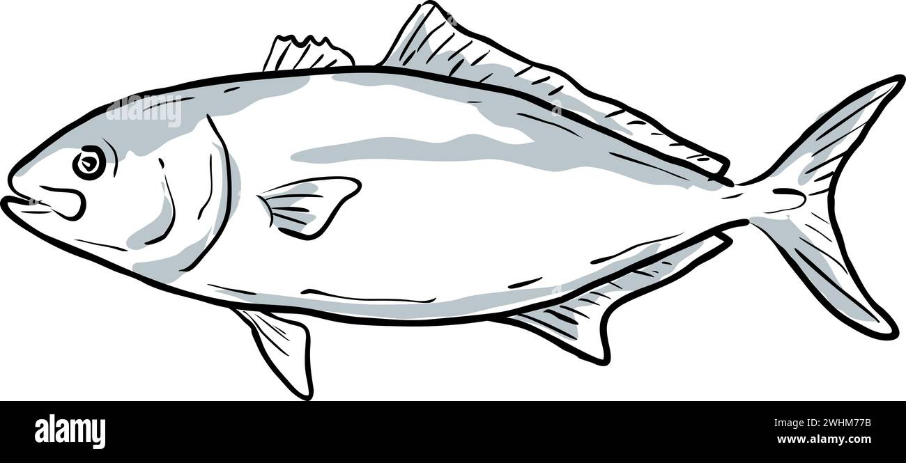 Lesser amberjack Fish Gulf of Mexico Cartoon Drawing Stock Photo - Alamy