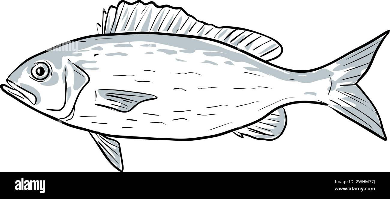 Vermilion Snapper Fish Gulf of Mexico Cartoon Drawing Stock Photo - Alamy