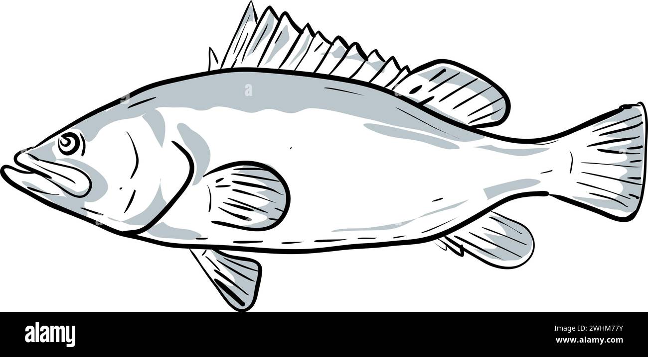 Warsaw grouper Fish Gulf of Mexico Cartoon Drawing Stock Photo - Alamy