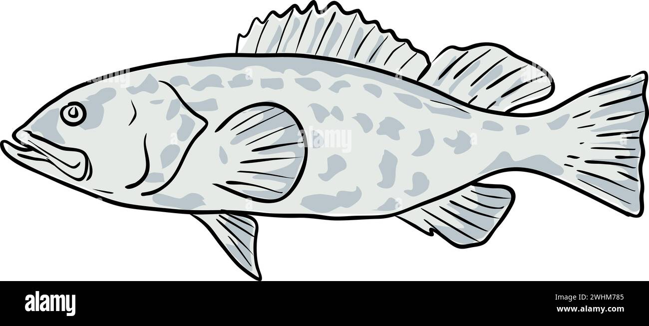 Black Grouper Fish Gulf of Mexico Cartoon Drawing Stock Photo - Alamy