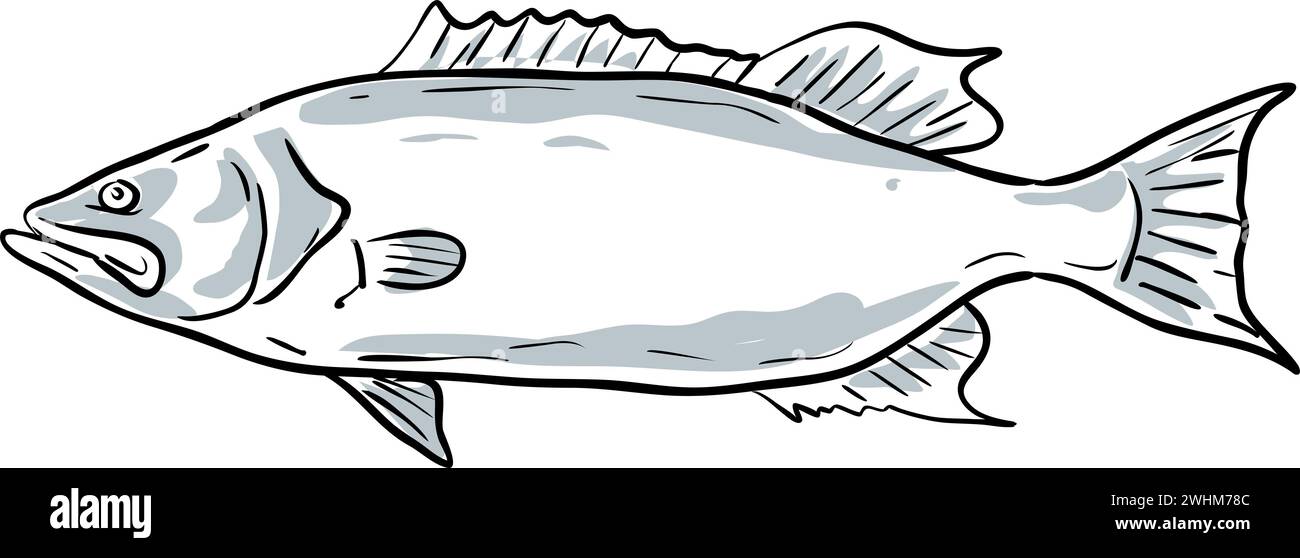 Scamp Fish Gulf of Mexico Cartoon Drawing Stock Photo - Alamy