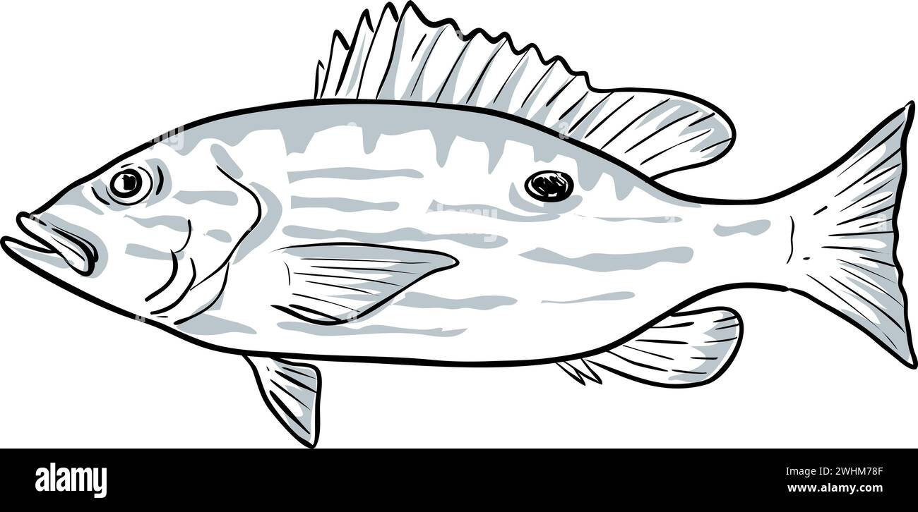 Lane snapper Fish Gulf of Mexico Cartoon Drawing Stock Photo - Alamy