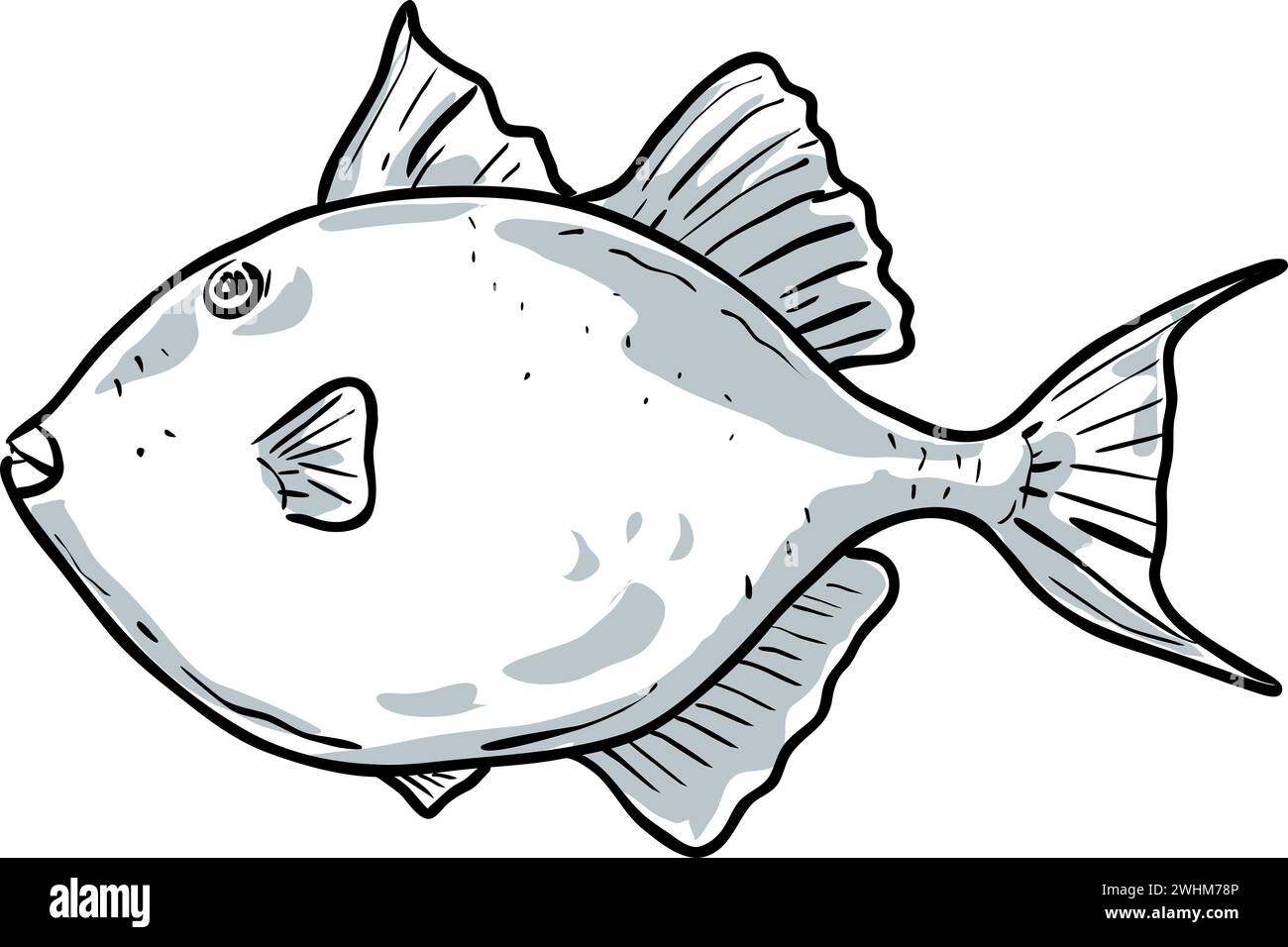 Gray Triggerfish Fish Gulf of Mexico Cartoon Drawing Stock Photo - Alamy