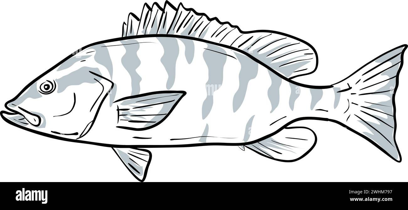 Gray snapper Fish Gulf of Mexico Cartoon Drawing Stock Photo - Alamy