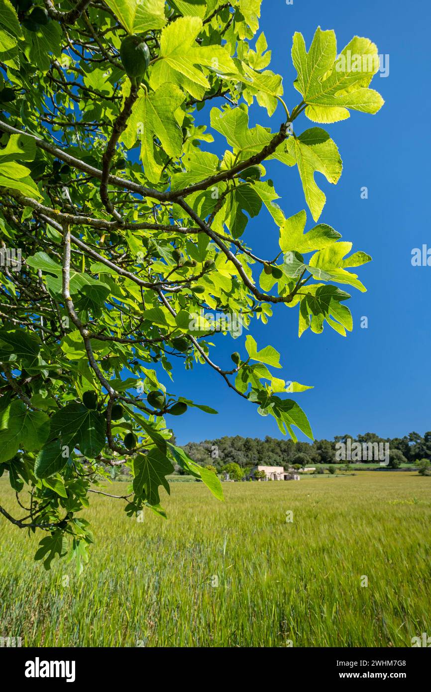 Open field crop production hi-res stock photography and images - Alamy