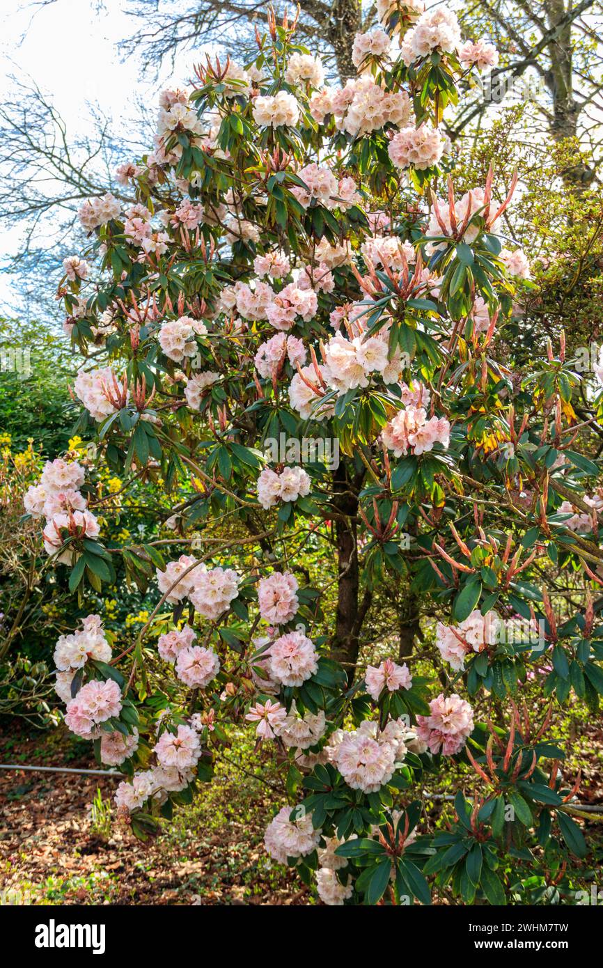 Tree rhododendron rhododendron arboreum hi-res stock photography and ...