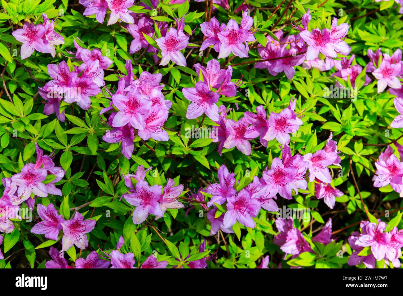 Beautiful blooming common rhododendron or pontic rhododendron ...