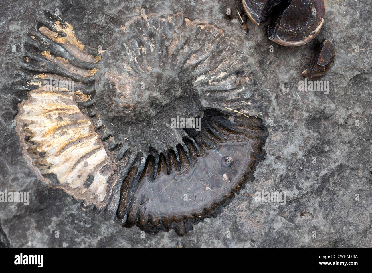 Fossil imprint ammonite shell sea hi-res stock photography and images ...