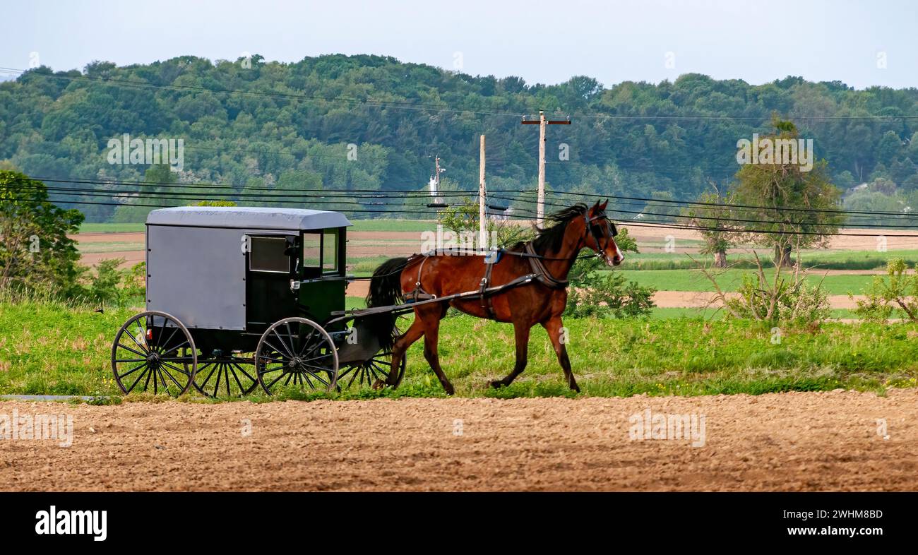 Amish horse side view hi-res stock photography and images - Alamy