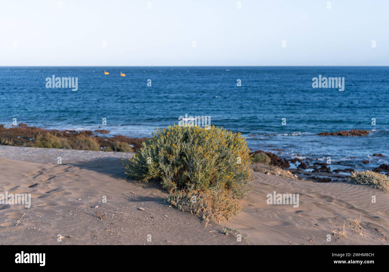 Bush at the beach hi-res stock photography and images - Alamy