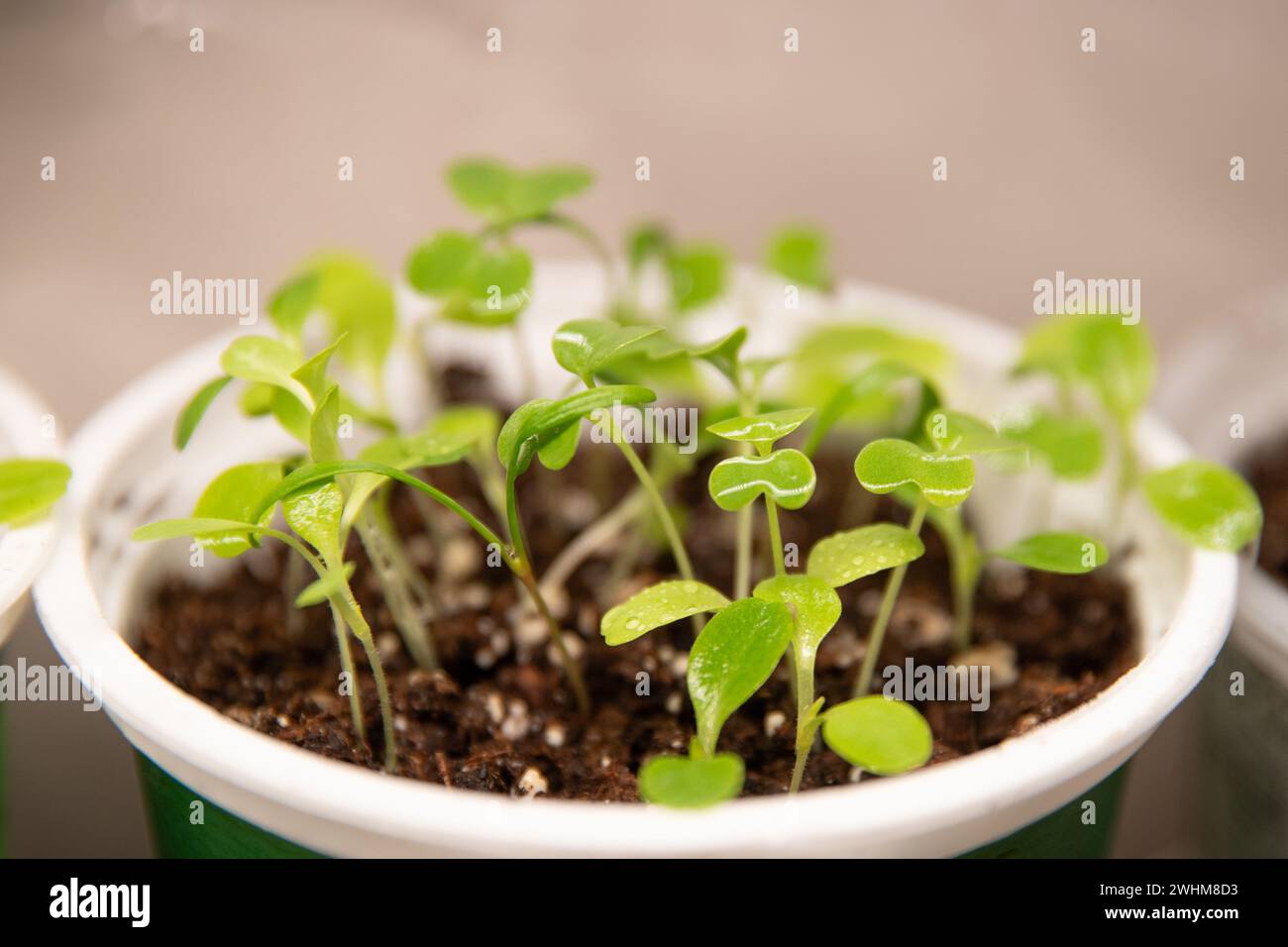 cilantro sprouts, home grown herb garden, indoor greenhouse Stock Photo ...