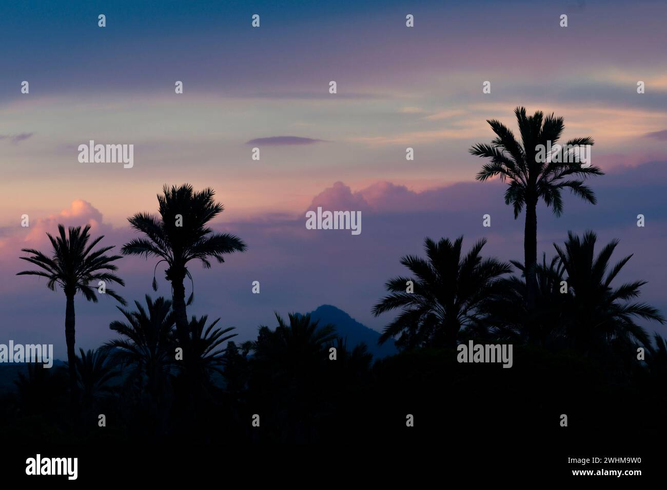 Common palm tree hi-res stock photography and images - Alamy