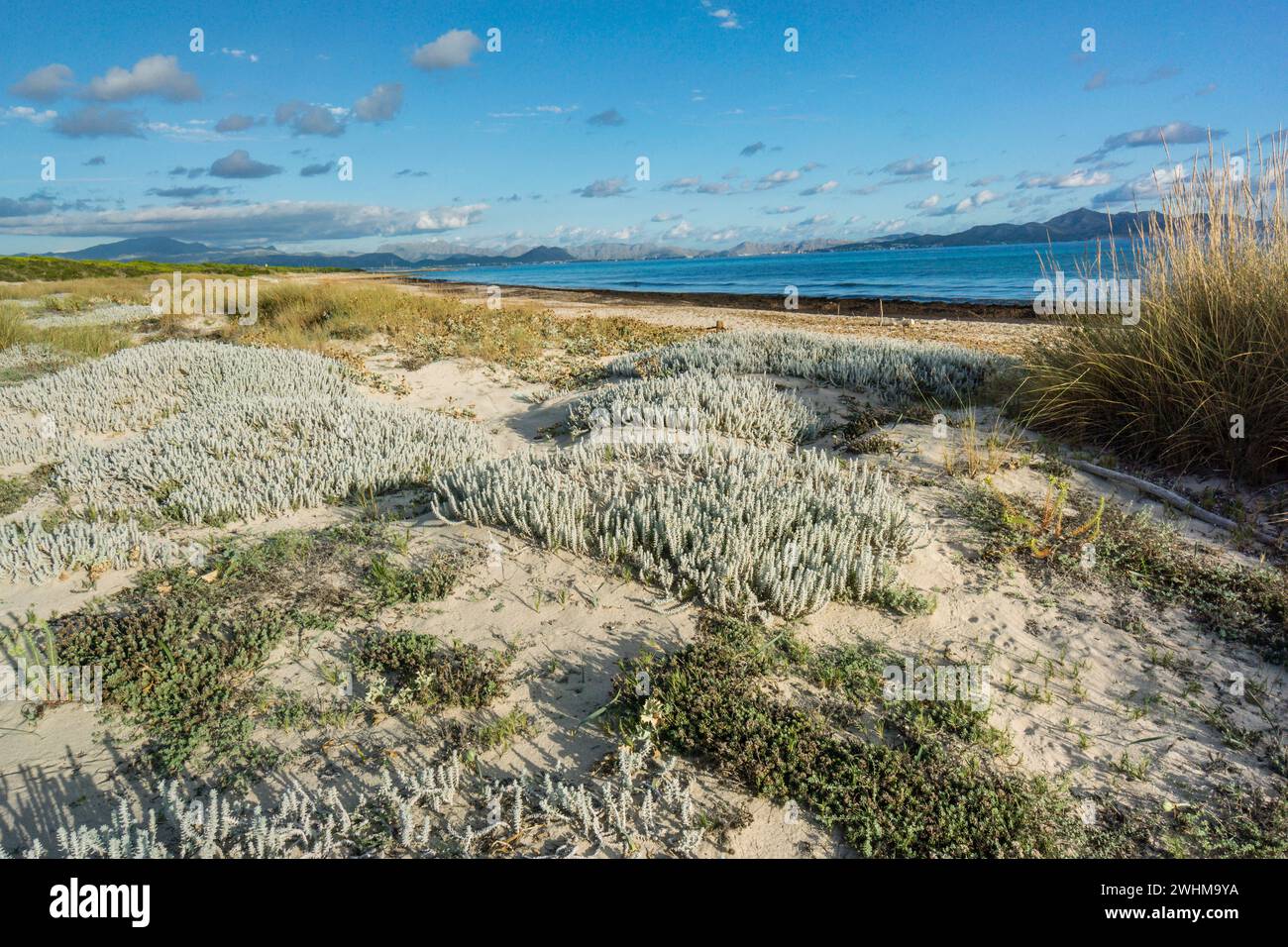 Playa de Es DolÃ§ Stock Photo - Alamy