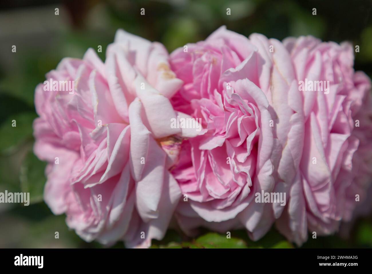 Three rosy roses in full bloom with blurry background Stock Photo - Alamy