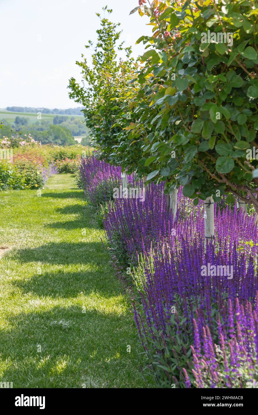 Garden view at a row of lavender plants (lavandula angustifolia) in ...