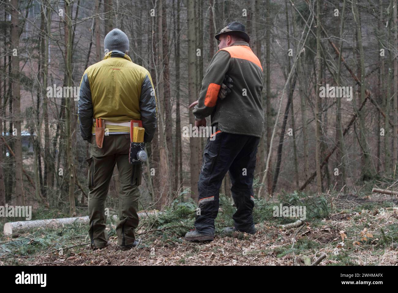 Forest workers in a forest Stock Photo - Alamy