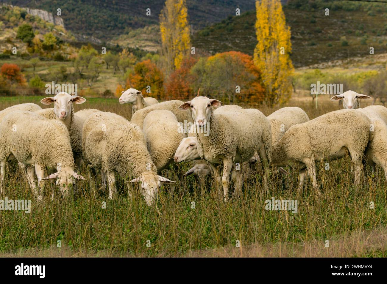 Flock of sheep Stock Photo - Alamy