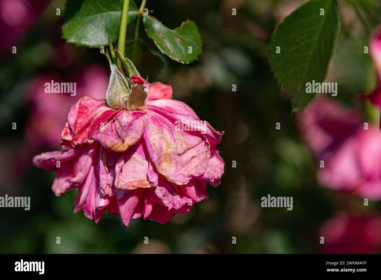 Close-up of a red rose with withered petals in front of a blurry ...
