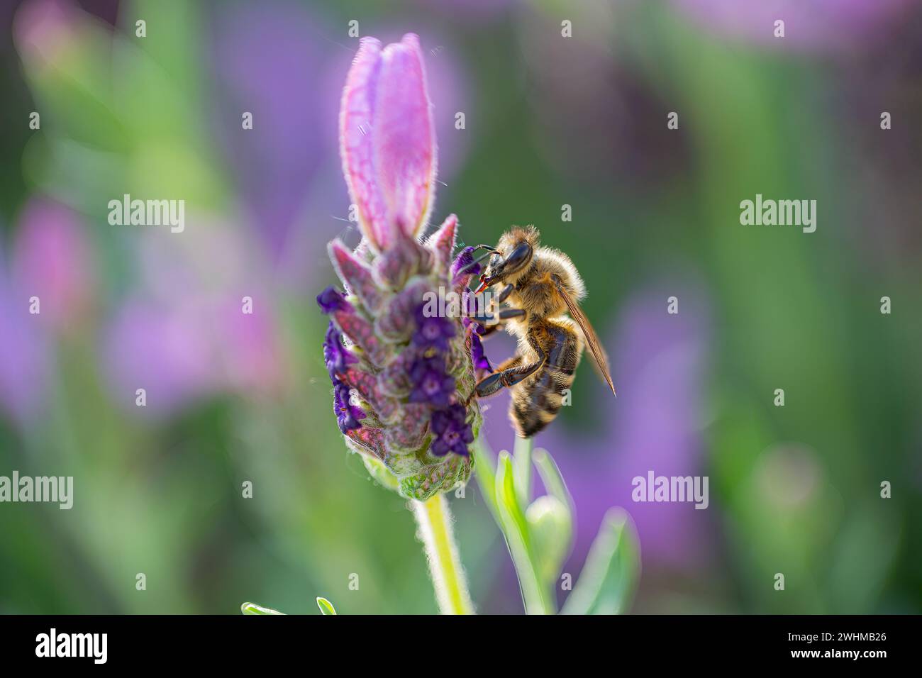 Close-up of a bee harvesting pollen on a topped lavender (Lavandula ...