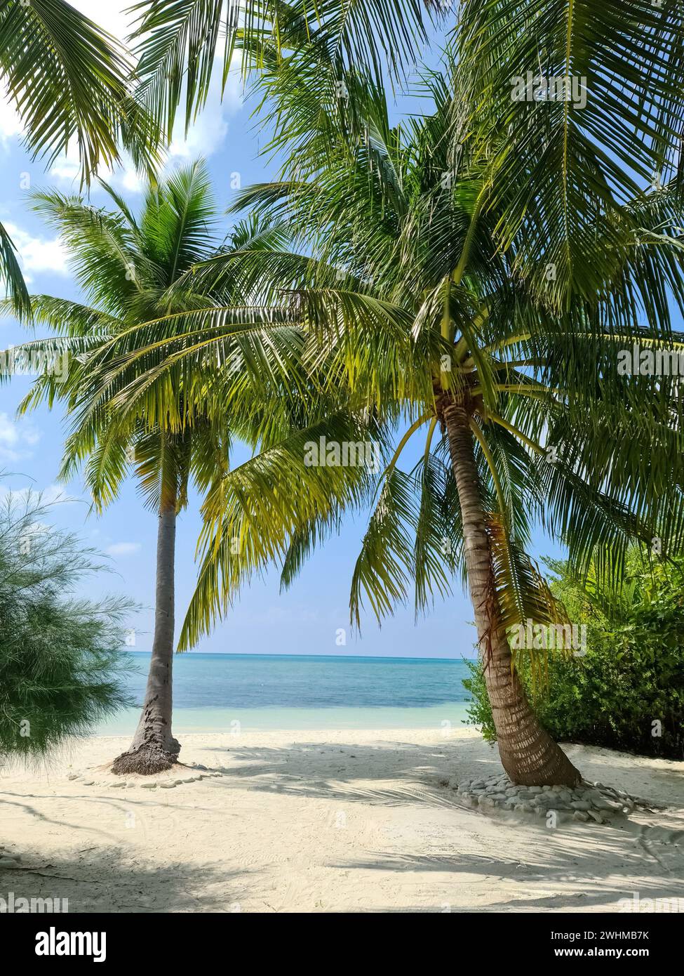Palm trees on the beautiful beaches of the Indian Ocean in the Maldives ...