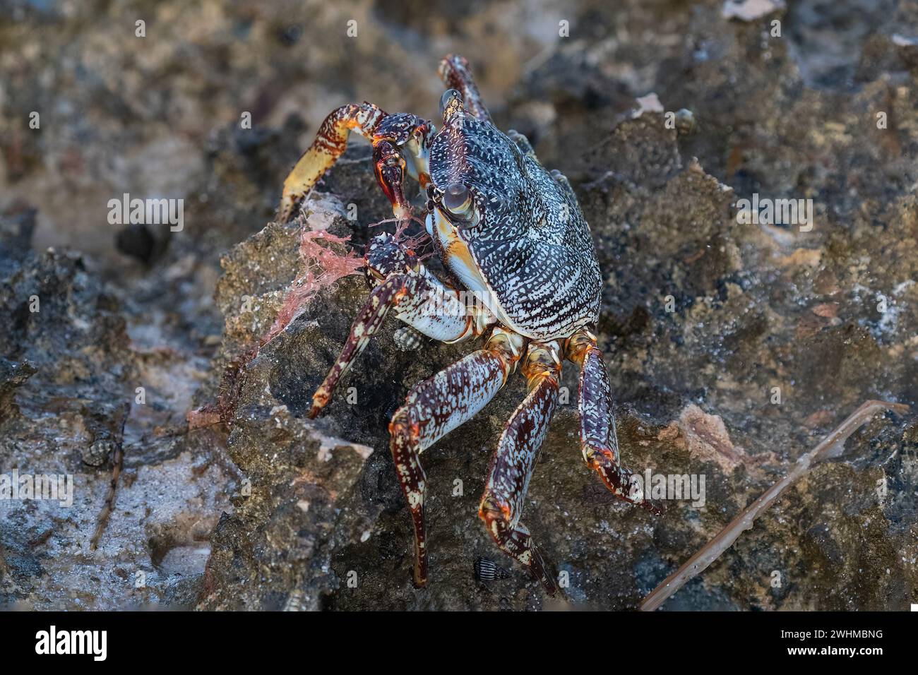 Speckled crab on rocks, eating pink seaweed. On the island of Aruba ...