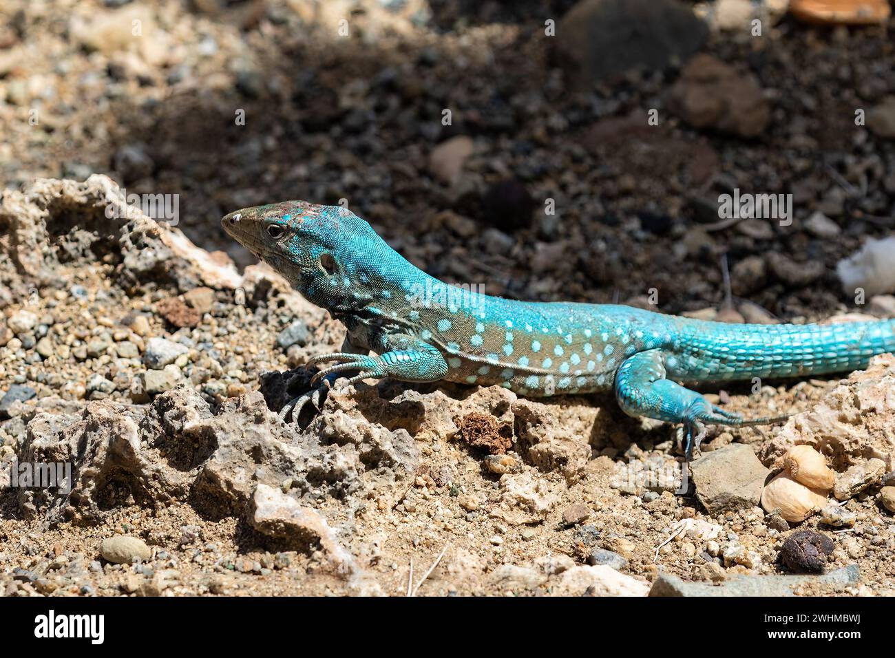 Whiptail lizard hi-res stock photography and images - Alamy