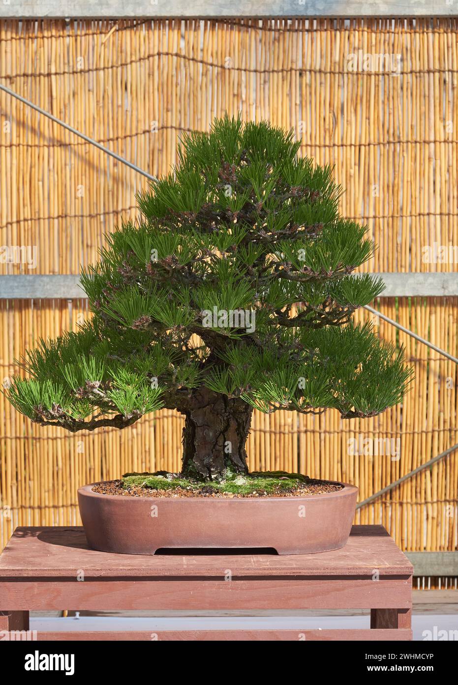 Black Pine bonsai tree at Nagoya Castle Bonsai Show. Nagoya. Japan ...