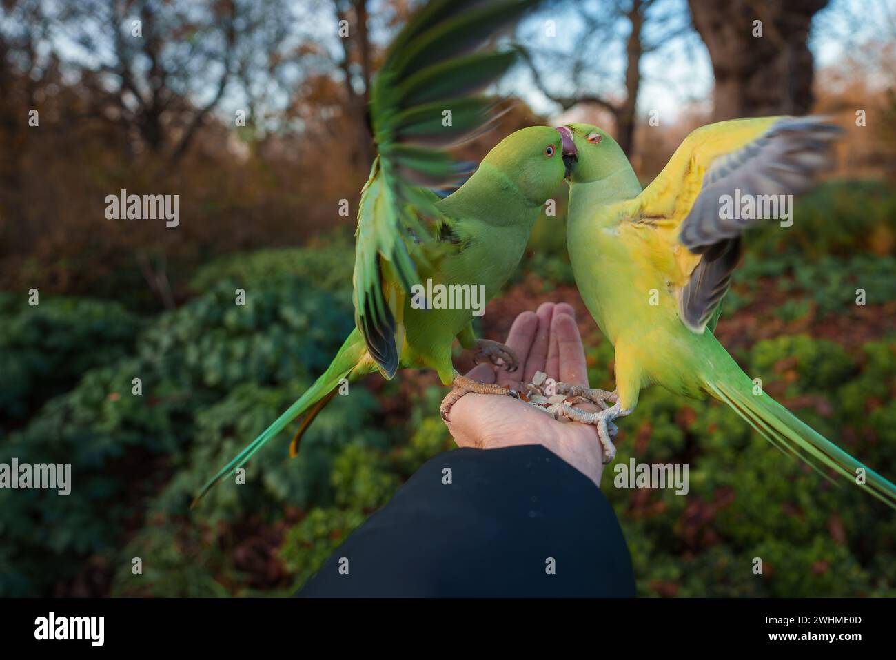 Individual Giving Food to Green Parakeets in a London Park at Twilight Stock Photo - Alamy