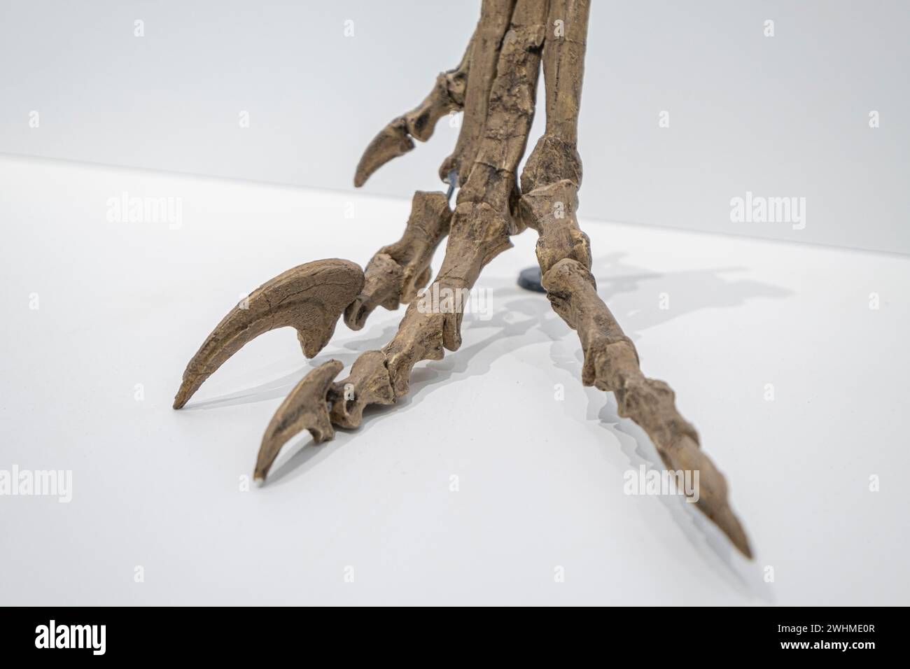 Pie de velociraptor Stock Photo - Alamy