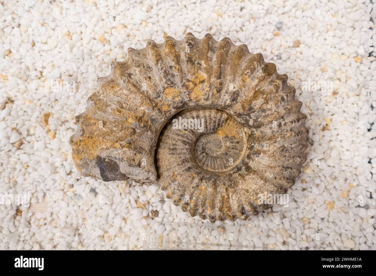Ammonites ammonoidea hi-res stock photography and images - Alamy