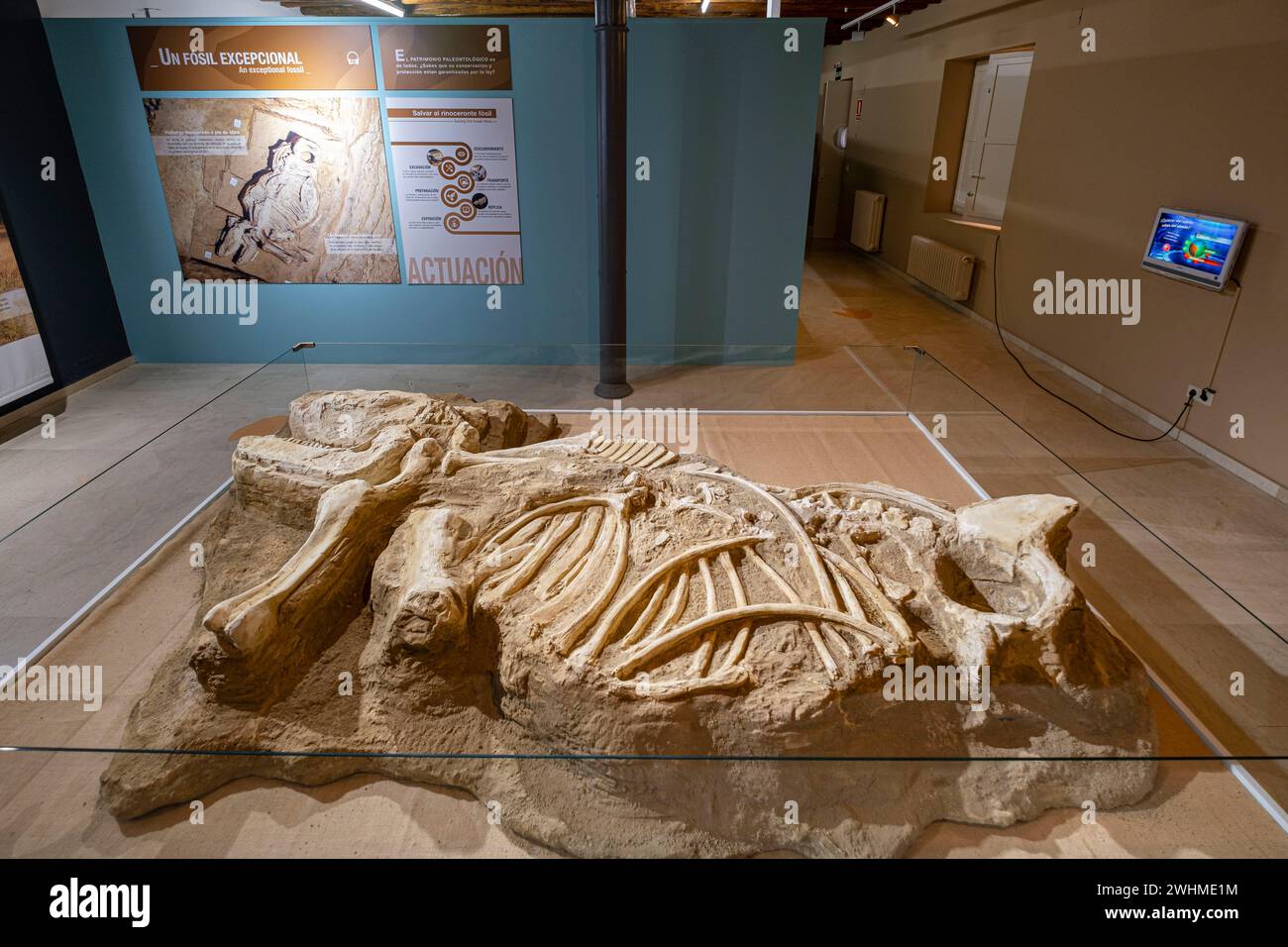 Stephanorhinus hi-res stock photography and images - Alamy