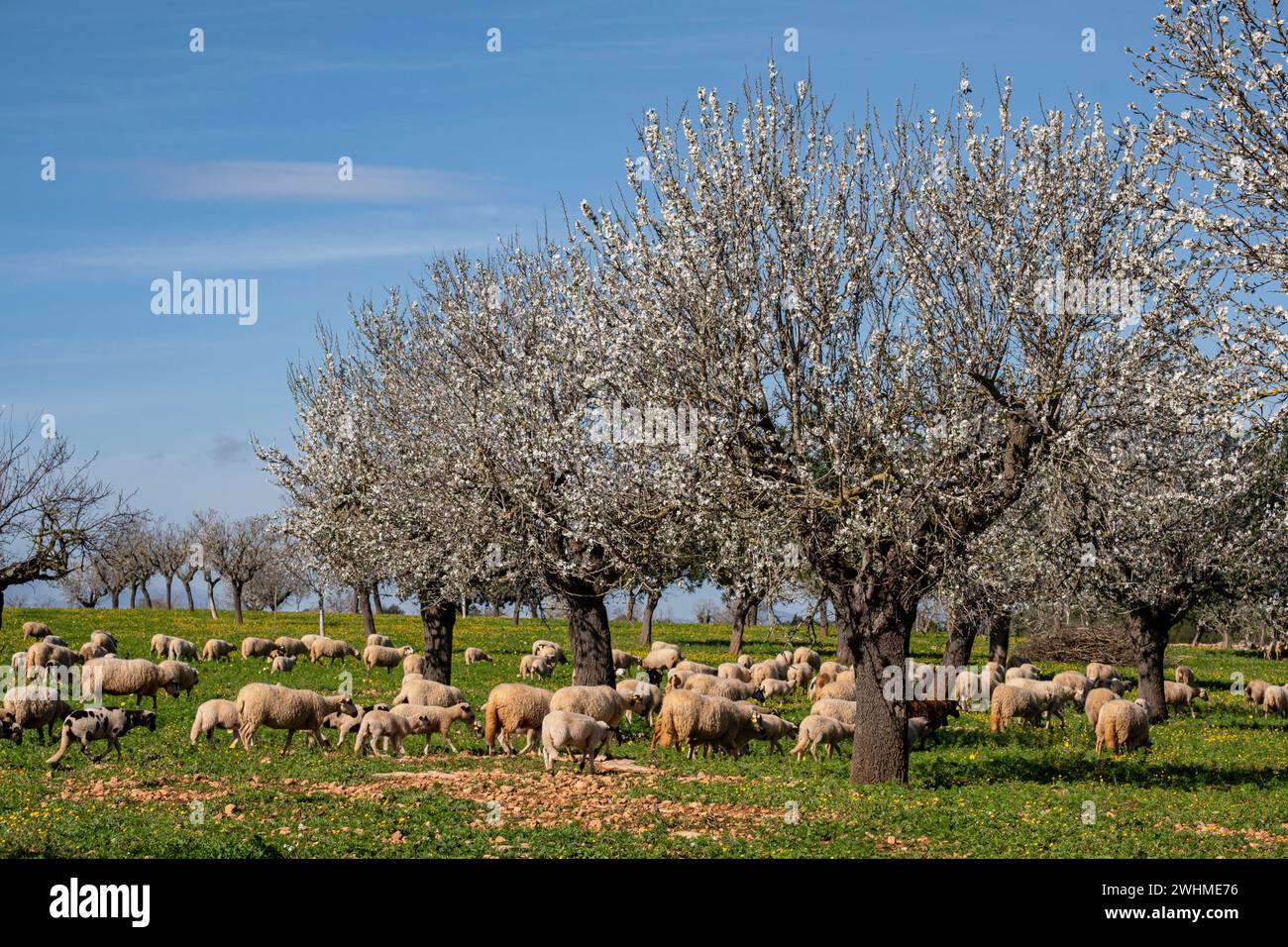 Ovejas y hi-res stock photography and images - Alamy