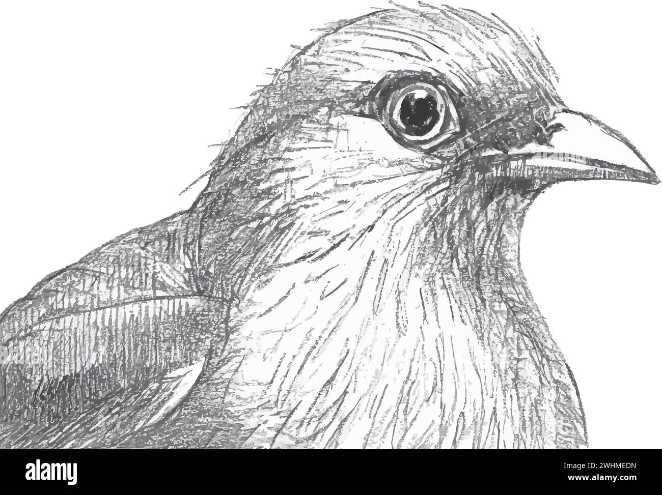 Birds wild animals with nature and feathers Stock Vector Images - Alamy