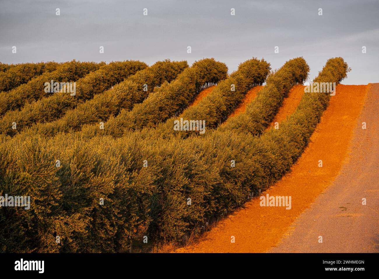 Grove trees sunset hi-res stock photography and images - Alamy