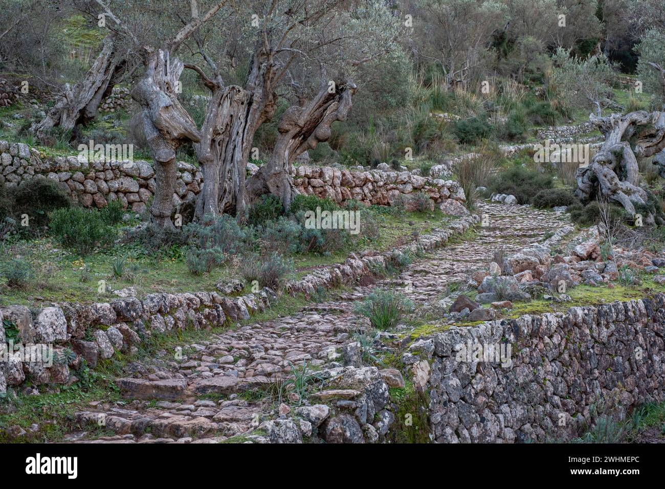 Traditional cobblestone road Stock Photo - Alamy