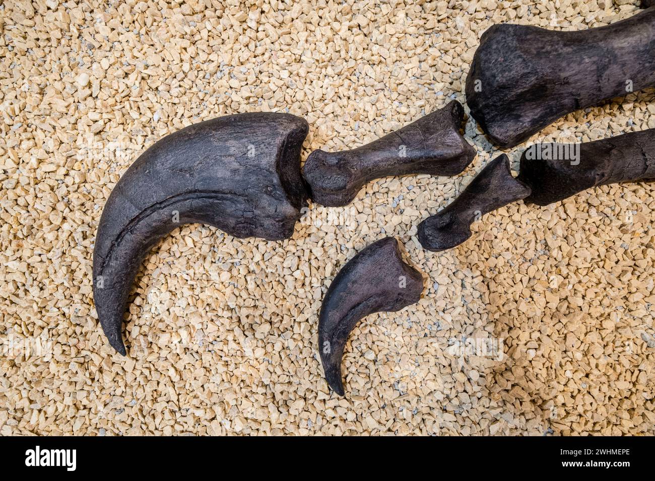 Garra hi-res stock photography and images - Alamy