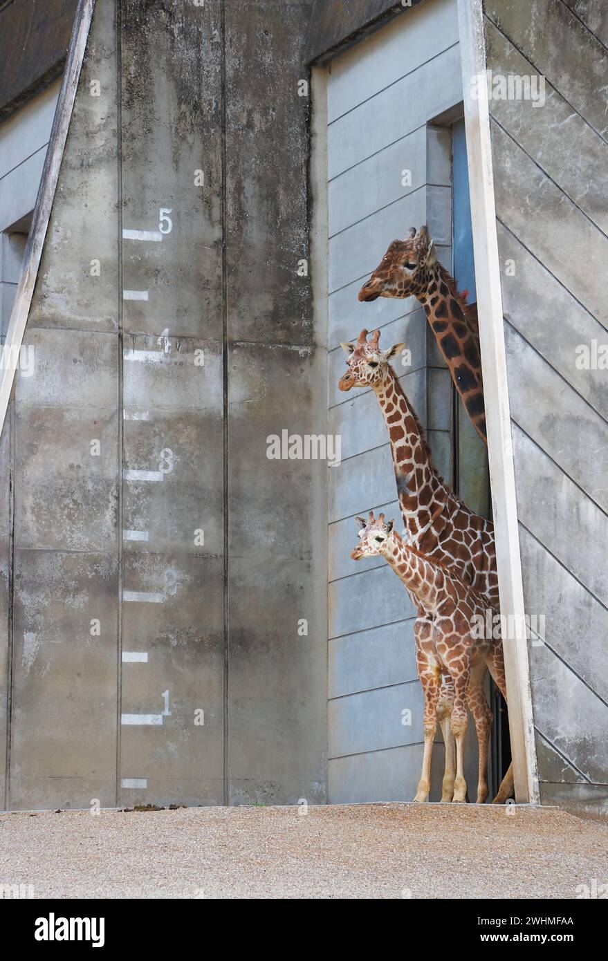 Giraffe family in Higashiyama Zoological Garden in Nagoya. Japan Stock ...