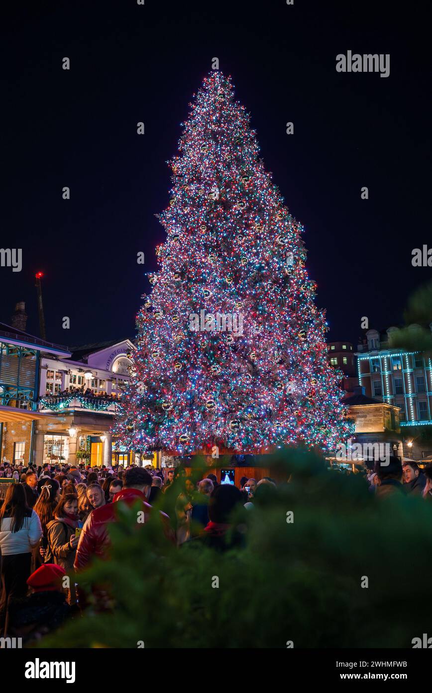 The plants that make christmas magical hi-res stock photography and ...